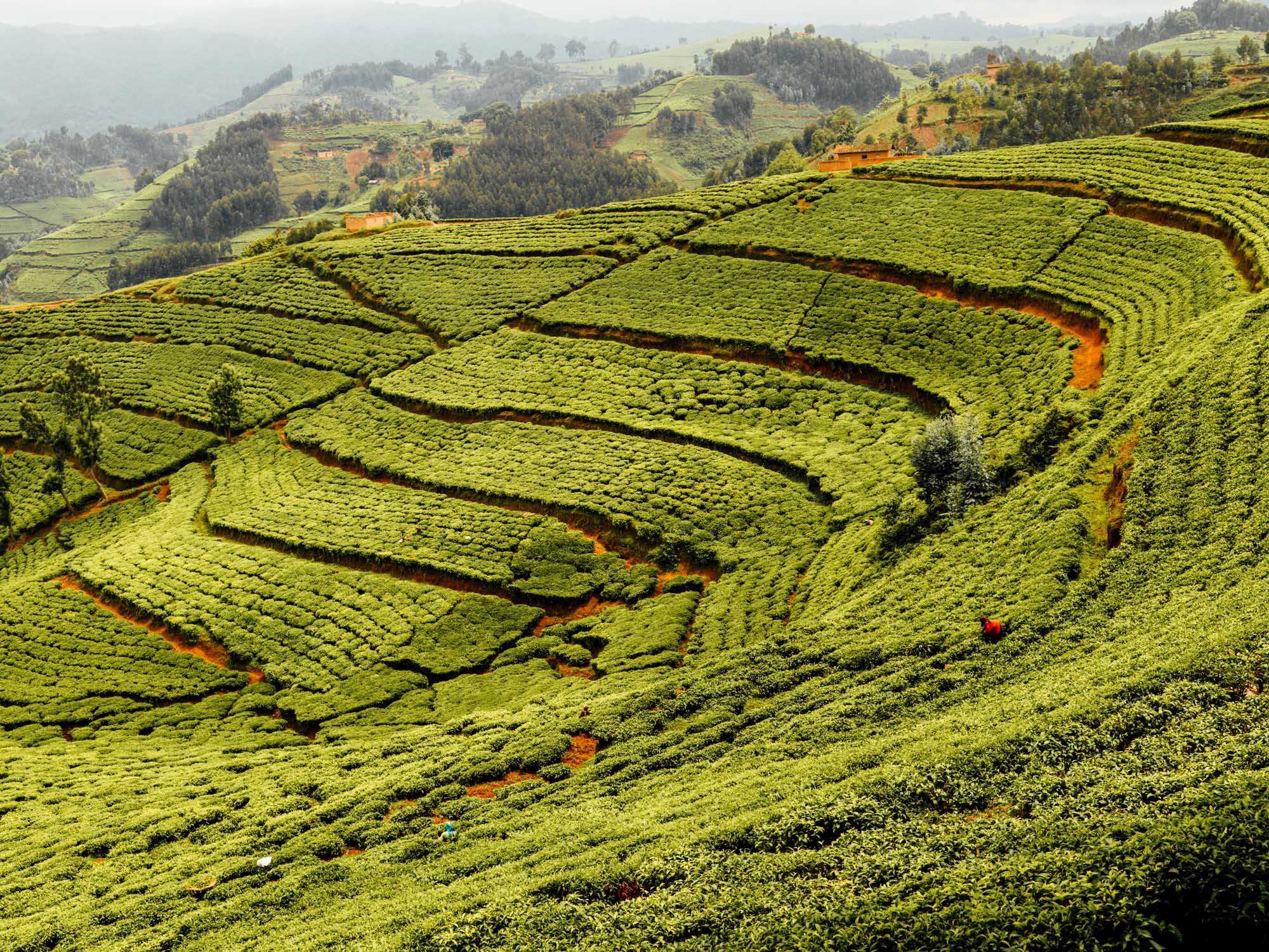 Rwanda Safari Eastern Africa | Forth & Wonder